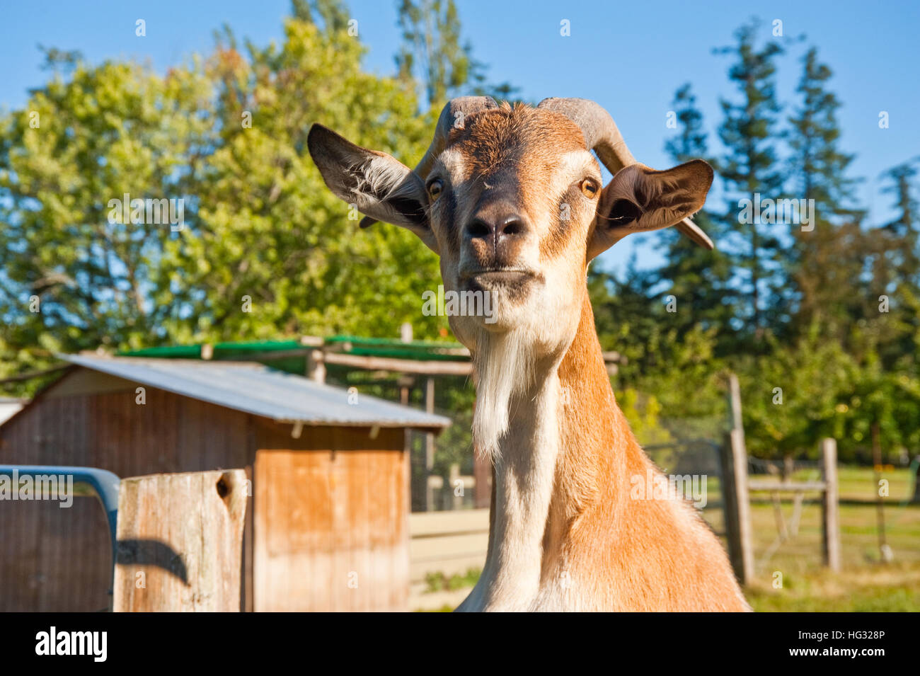 Goat on a farm Stock Photo - Alamy