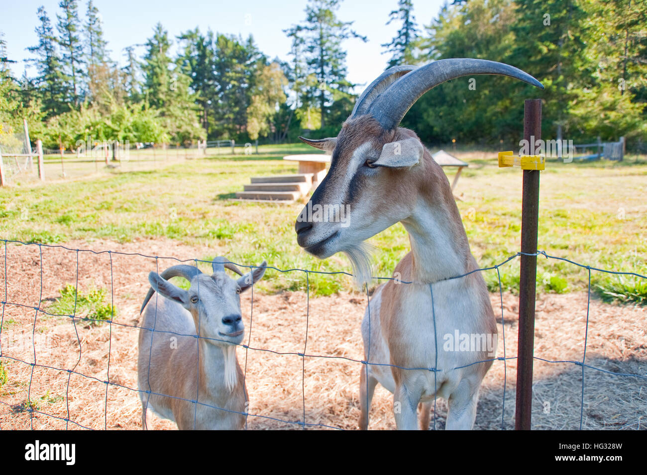 Goats on a farm Stock Photo - Alamy