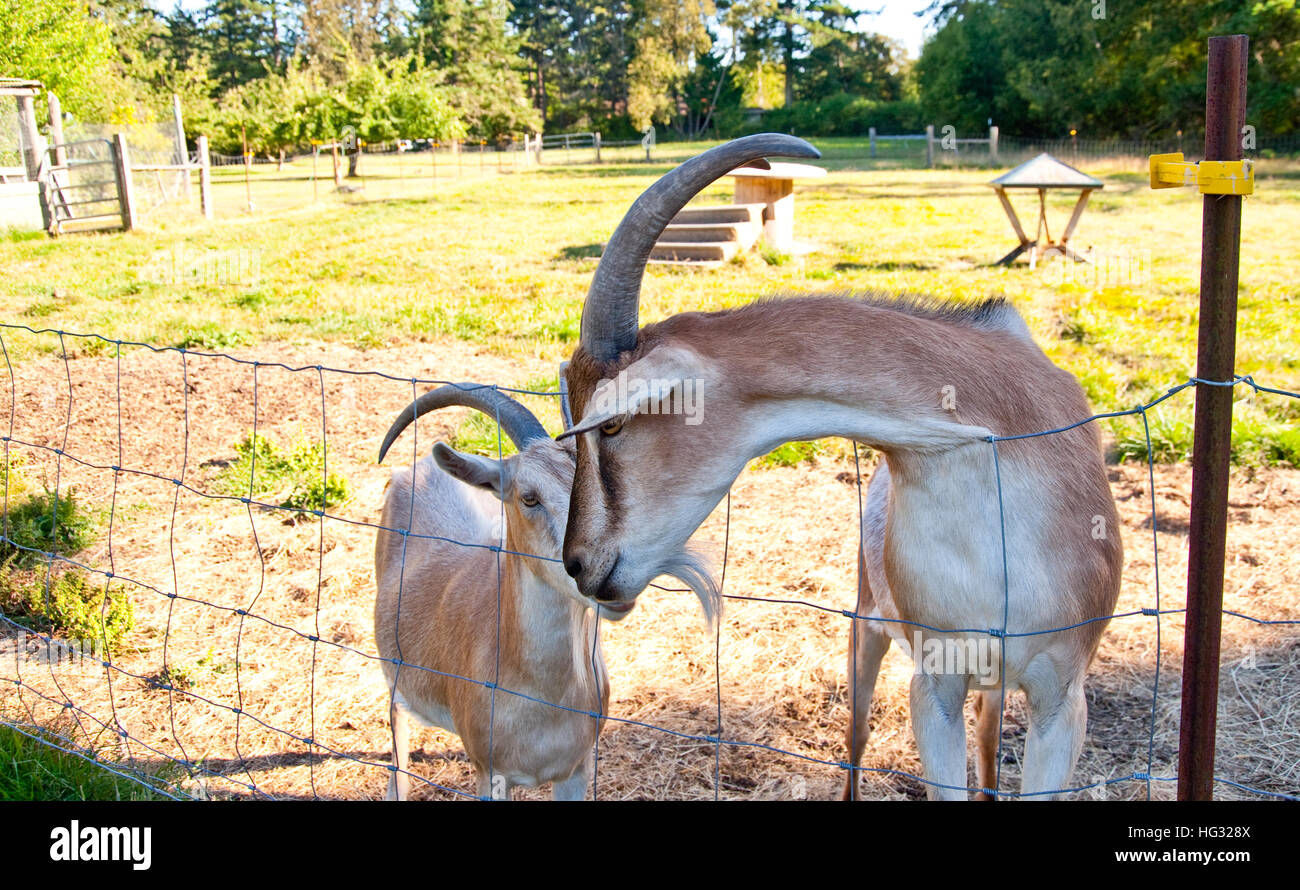 Goats on a farm Stock Photo - Alamy