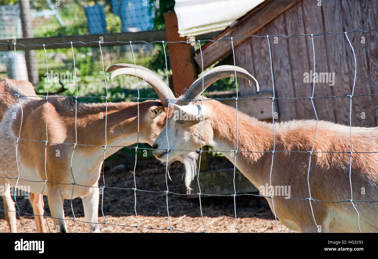 Goats on a farm Stock Photo - Alamy