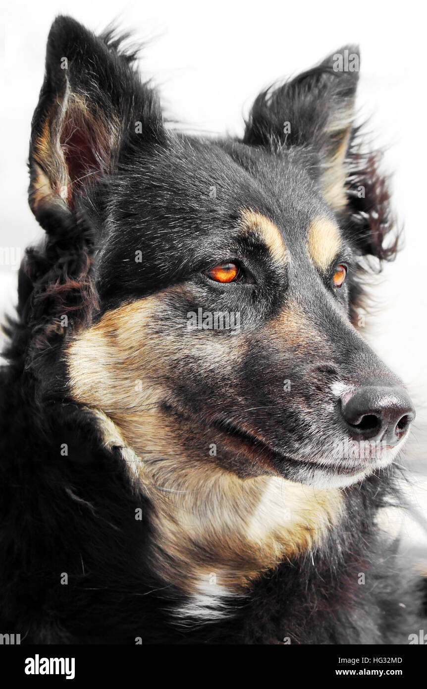 Light German Shepherd