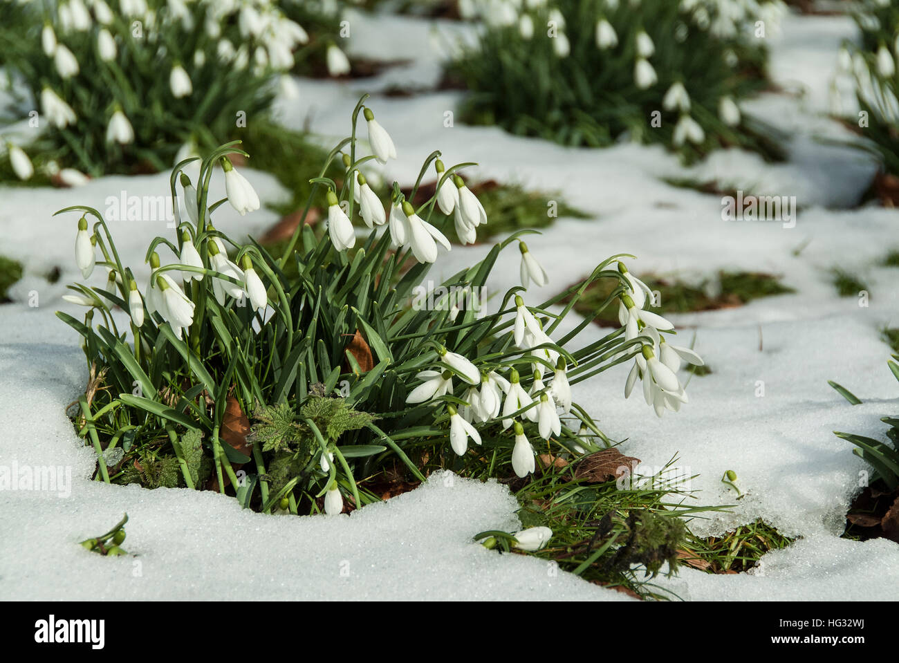 Flowers growing through snow hi-res stock photography and images - Alamy
