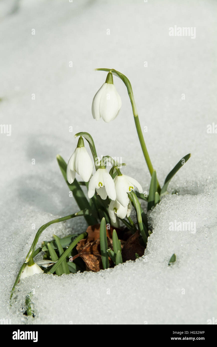 Blanket of snowdrops hi-res stock photography and images - Alamy