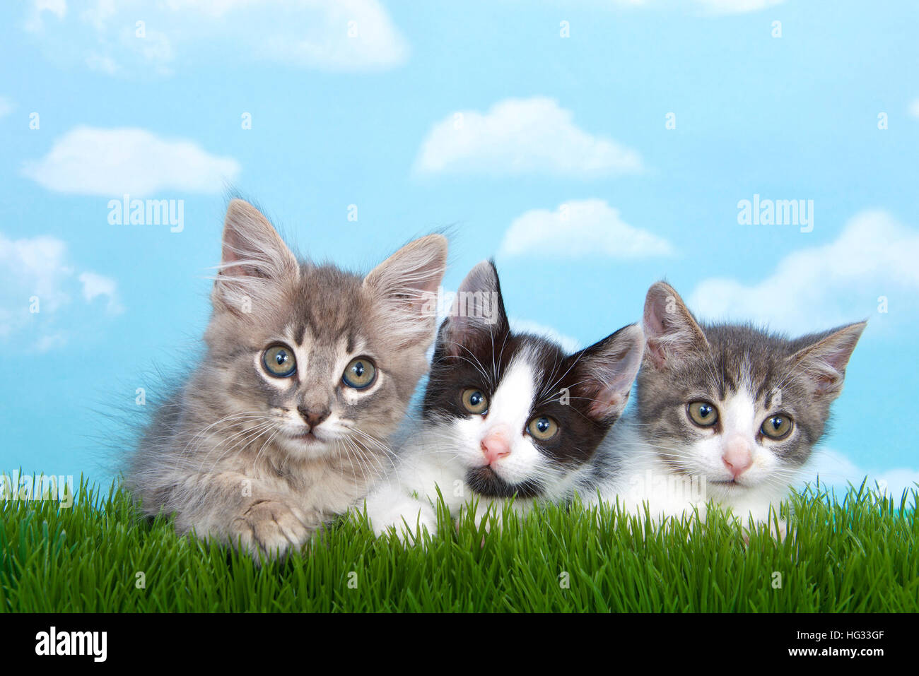Three kittens in tall grass with blue sky background white fluffy ...