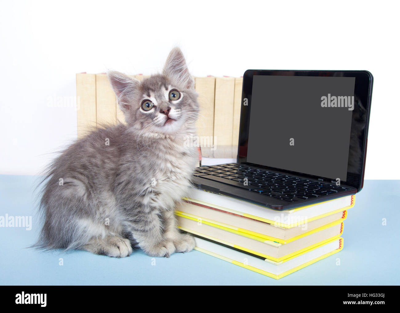 Gray tabby kitten looking at a blank screen on a miniature laptop type ...