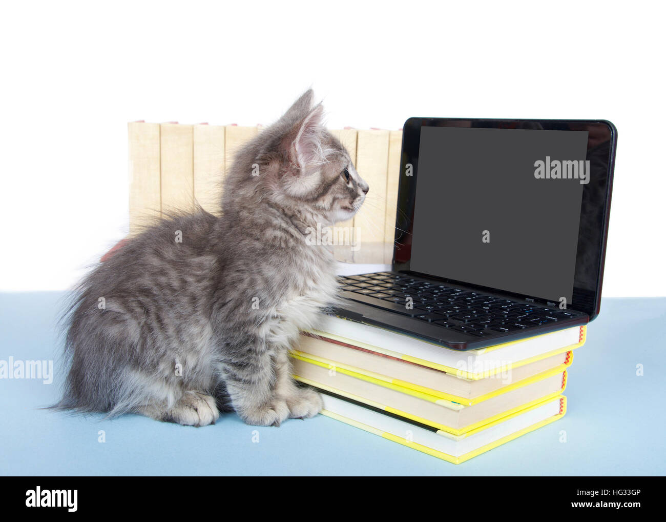 Gray tabby kitten looking at a blank screen on a miniature laptop type ...