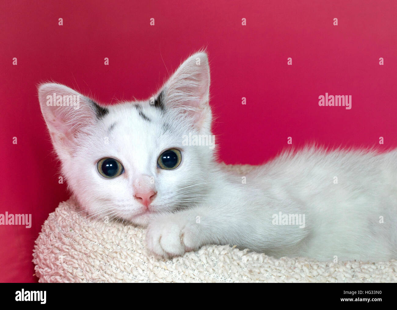 Domestic cat paw over eyes hi-res stock photography and images - Alamy