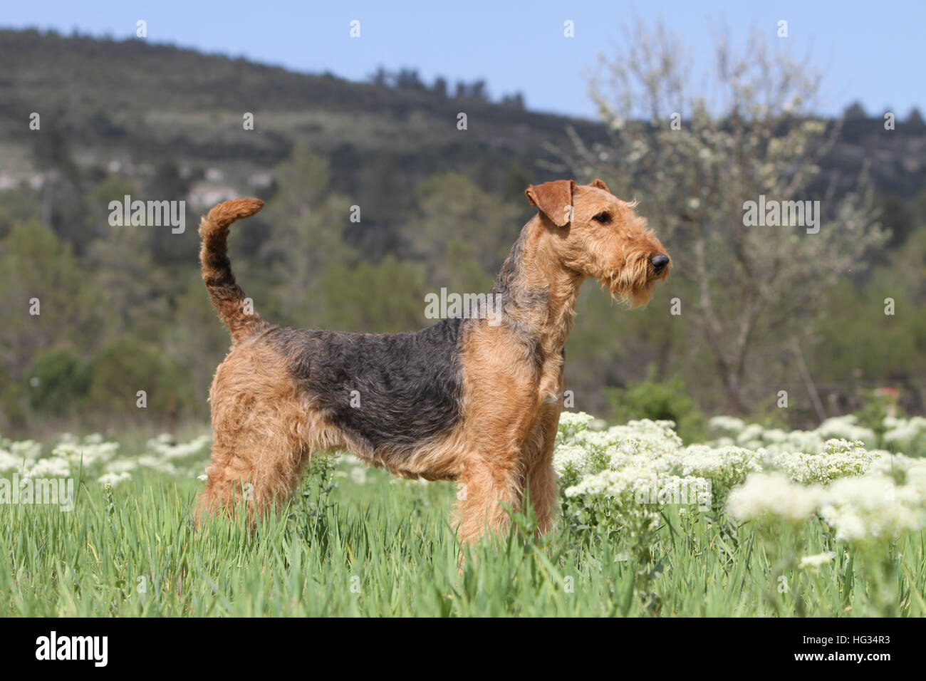 Dog Airedale Terrier / Waterside Terrier adult standing profile ...