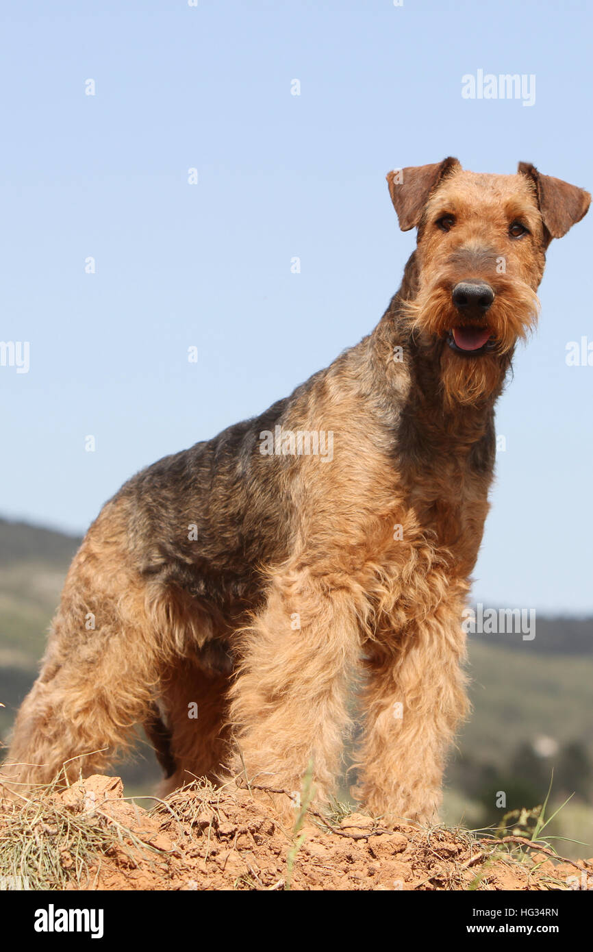 Airedale In Profile High Resolution Stock Photography and Images - Alamy