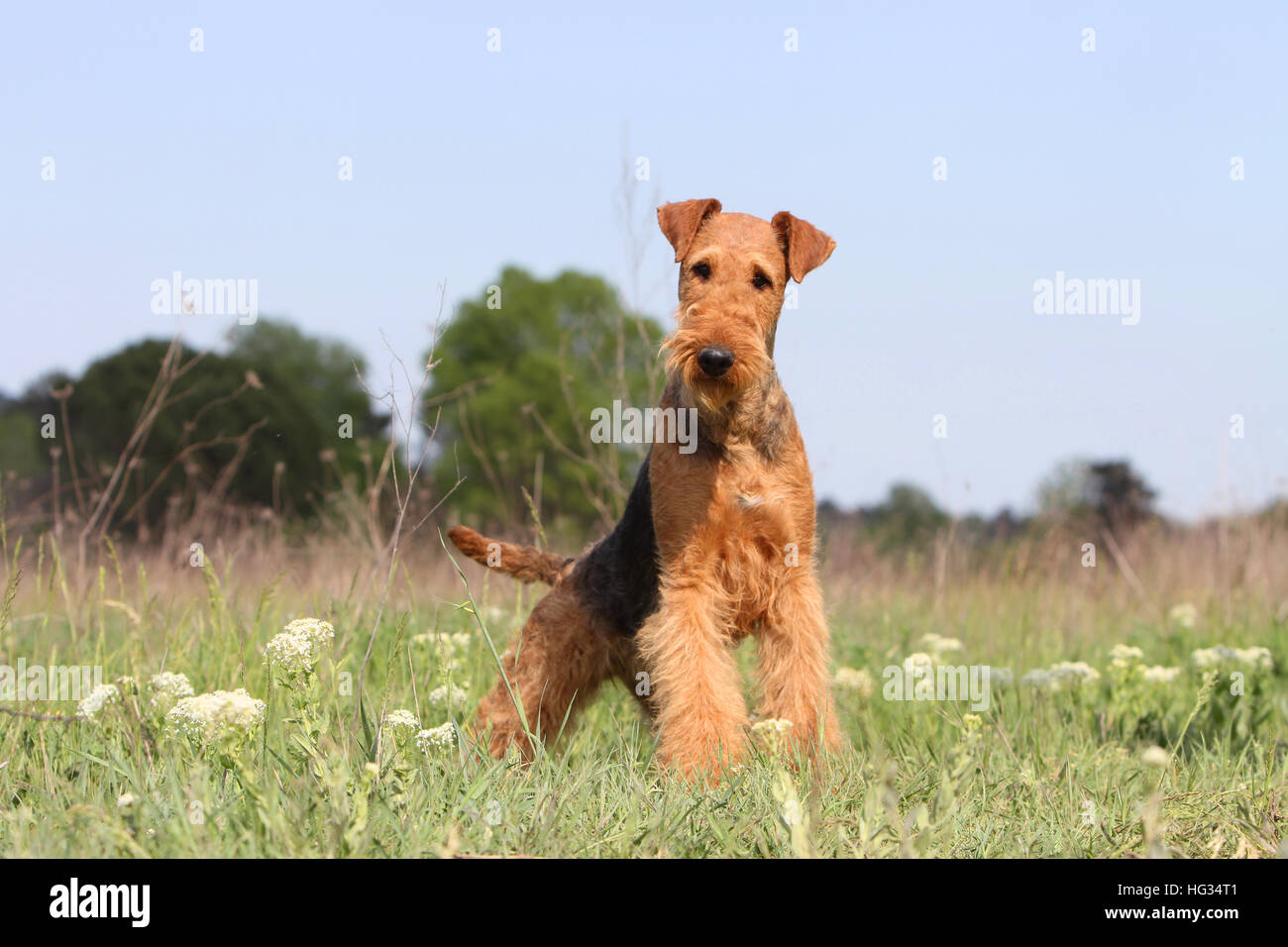 Dog Airedale Terrier / Waterside Terrier adult standing face Stock ...