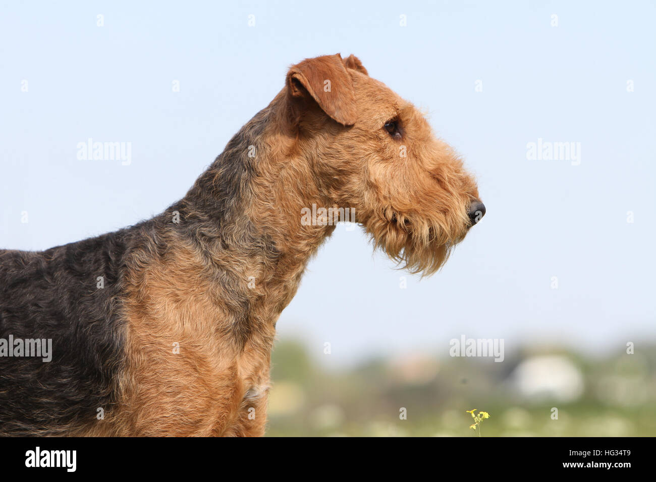 Dog Airedale Terrier / Waterside Terrier adult portrait profile Stock ...