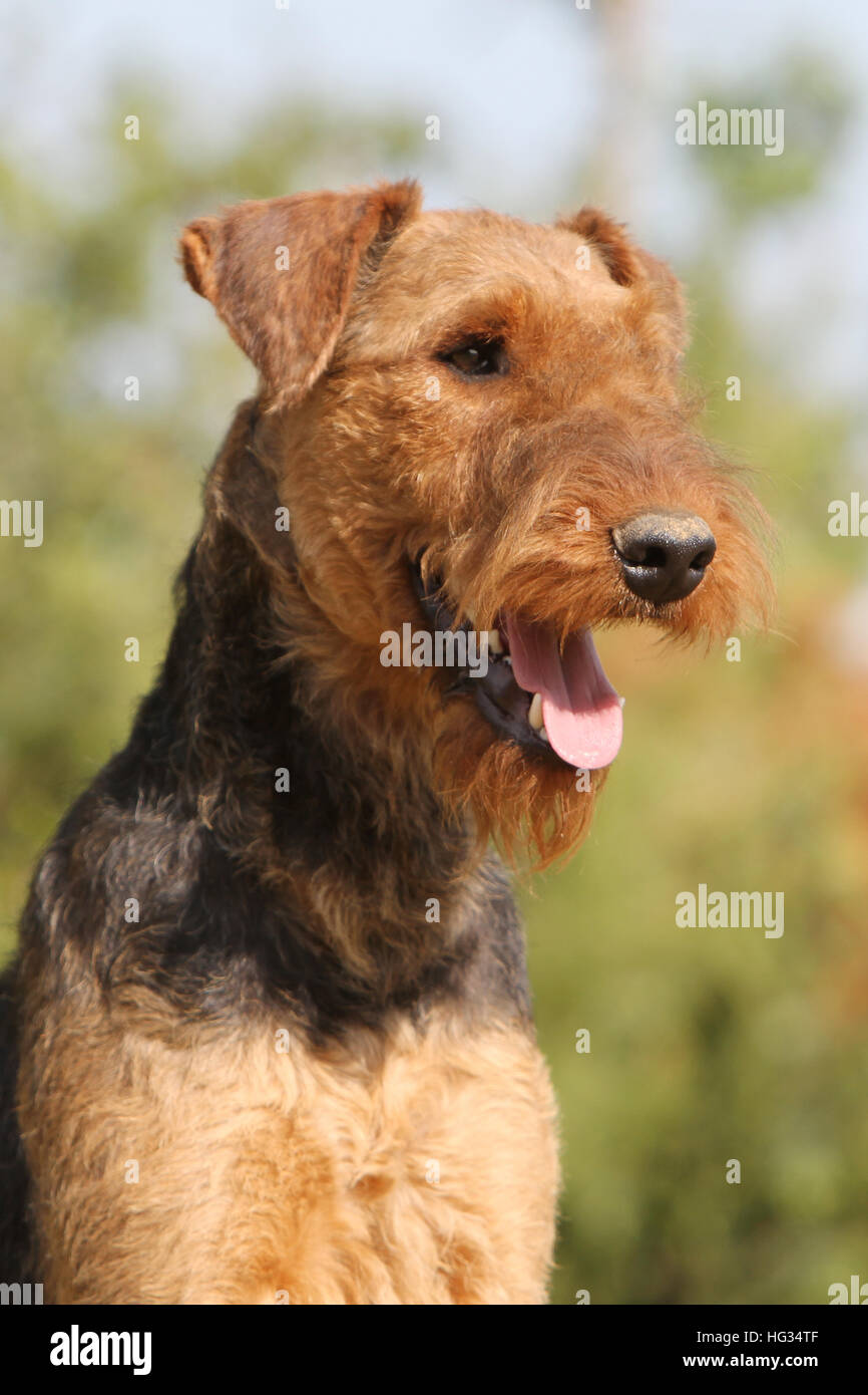 Working terriers hi-res stock photography and images - Alamy