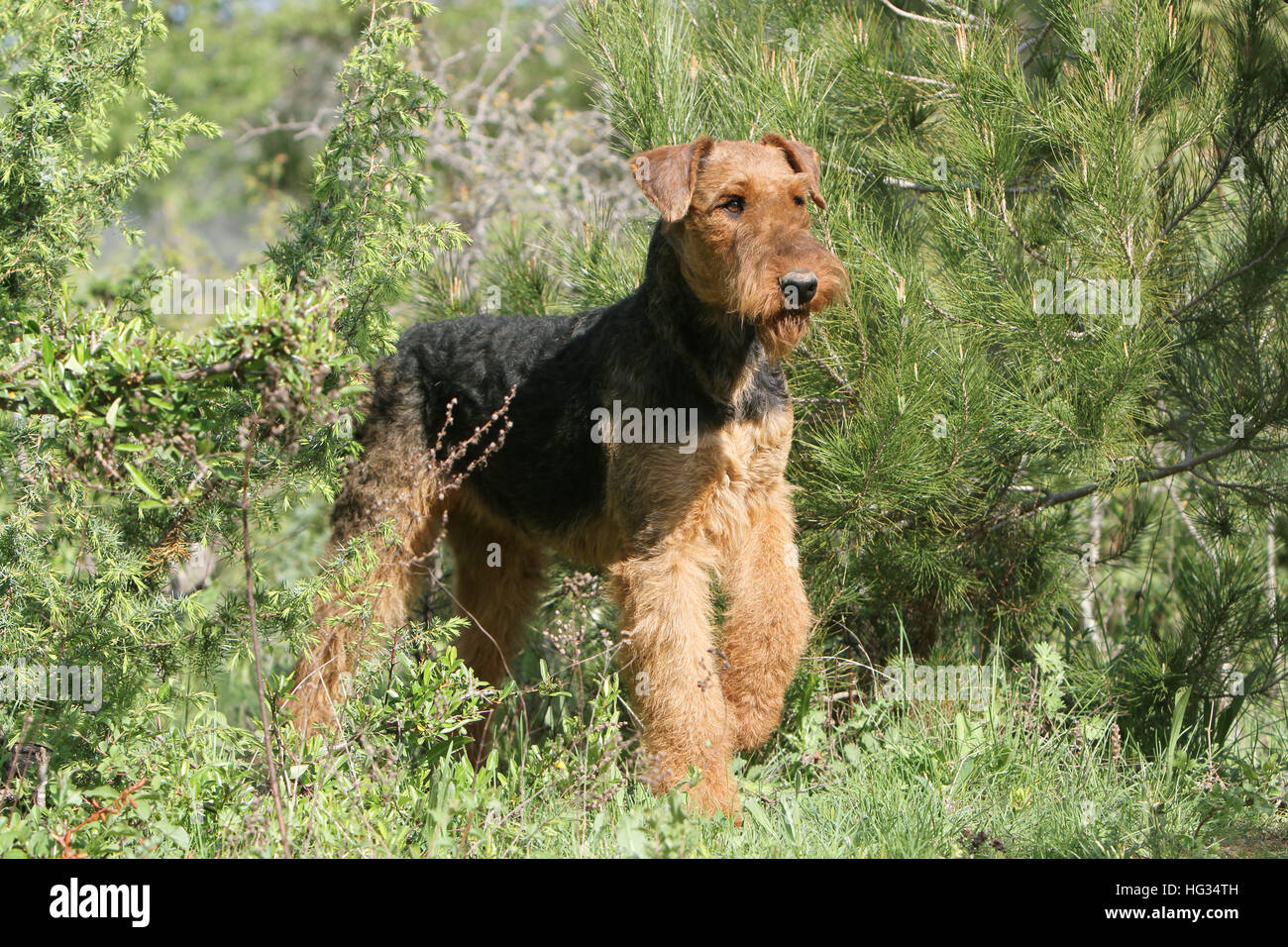 Dog Airedale Terrier / Waterside Terrier adult standing profile Stock ...