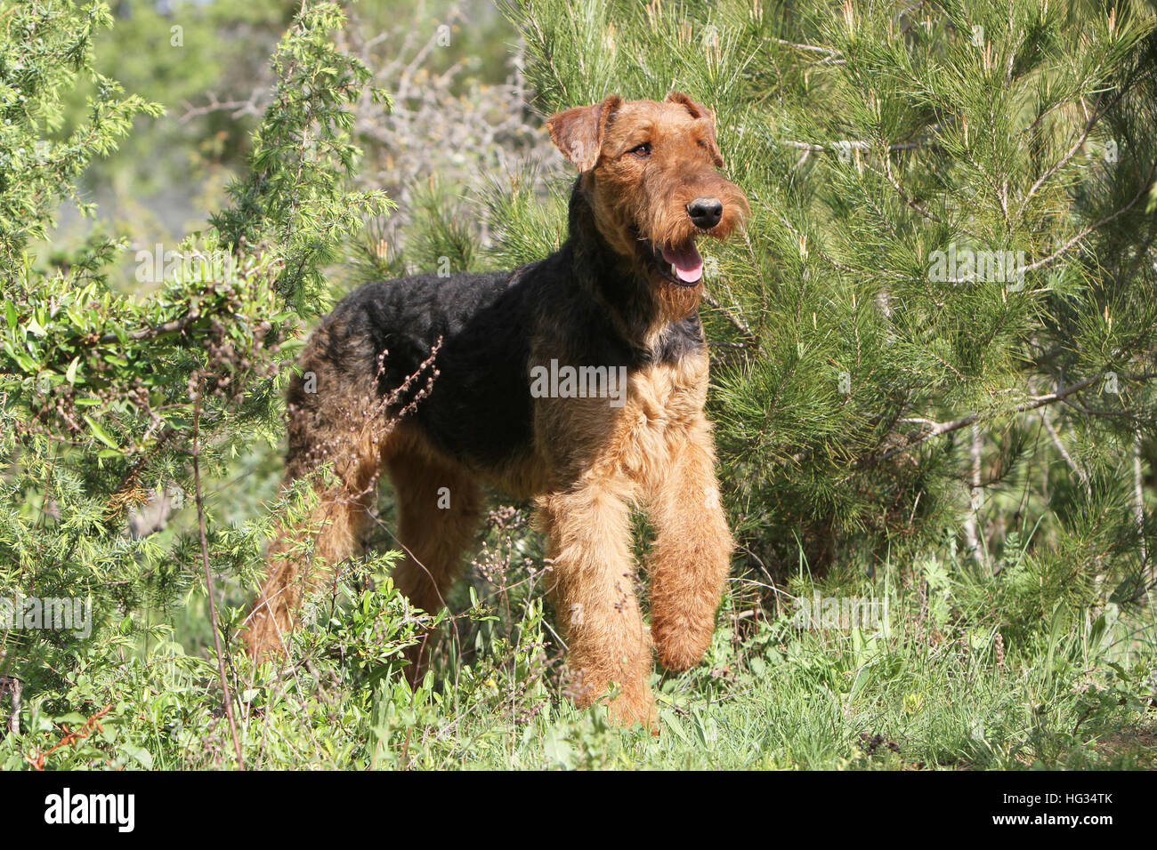 Dog Airedale Terrier / Waterside Terrier adult standing profile Stock ...