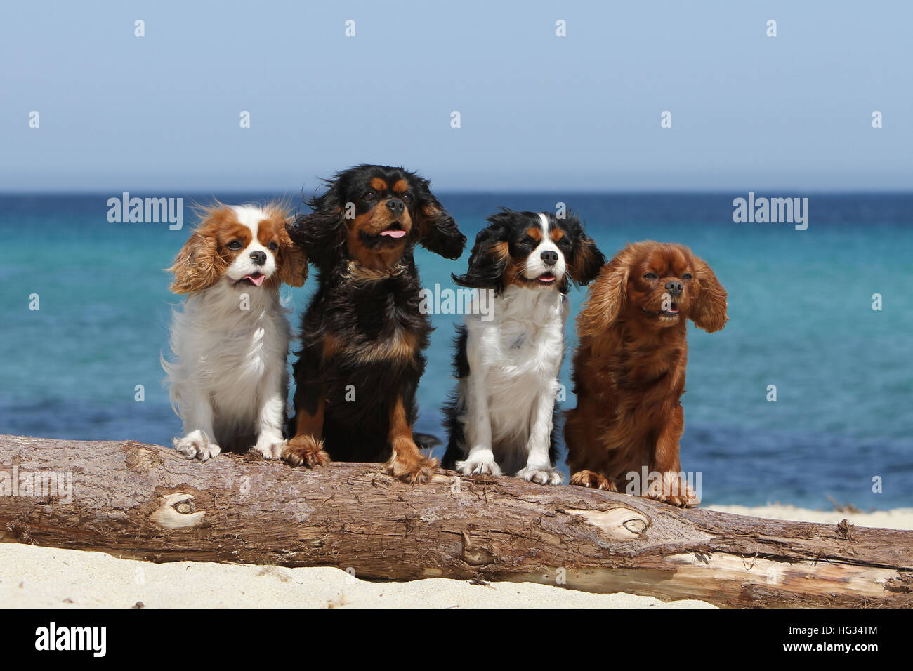Cavalier king charles spaniels hi-res stock photography and images - Alamy