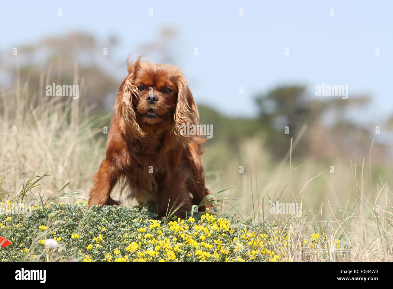 Ruby cavalier king charles spaniel hi-res stock photography and images ...