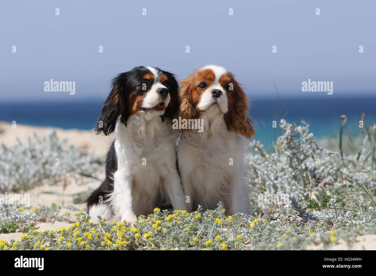 Dog Cavalier King Charles Spaniel adult different colors (Blenheim and ...