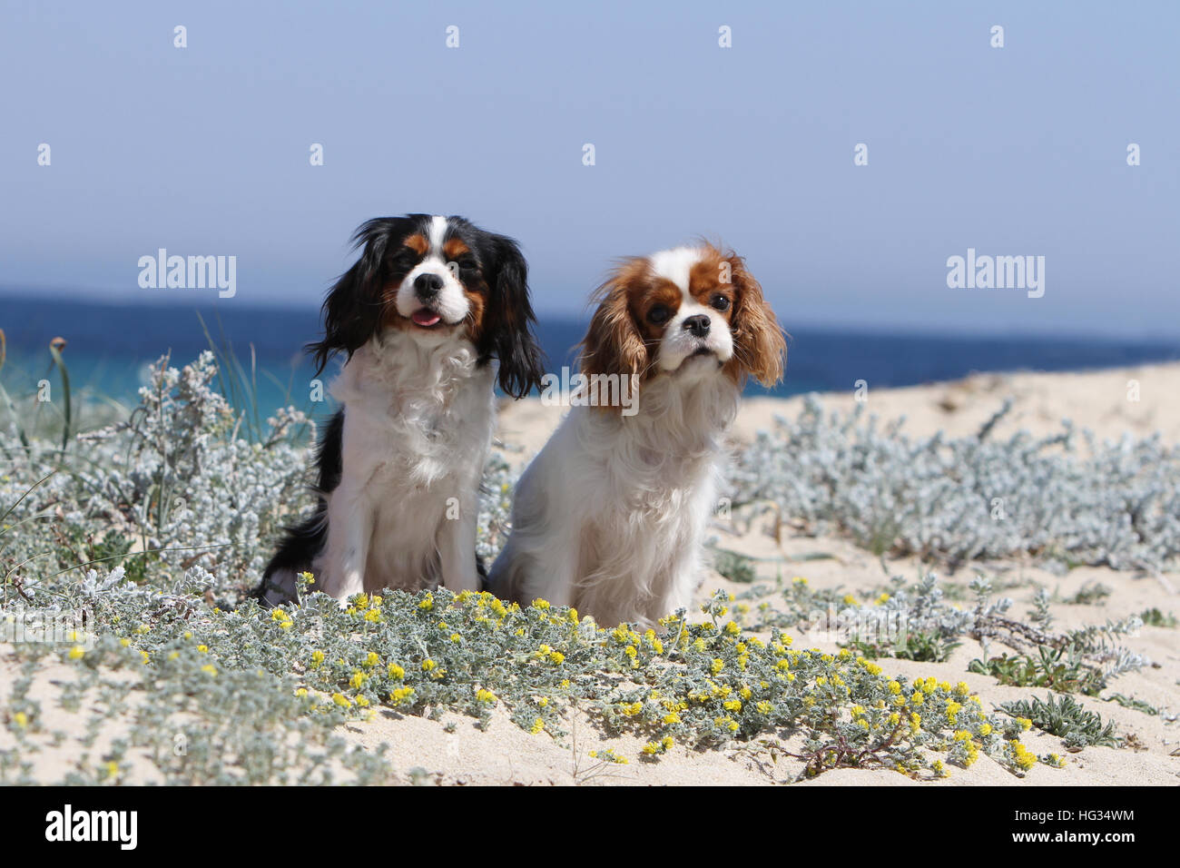 Cavalier king charles spaniel hi-res stock photography and images - Alamy