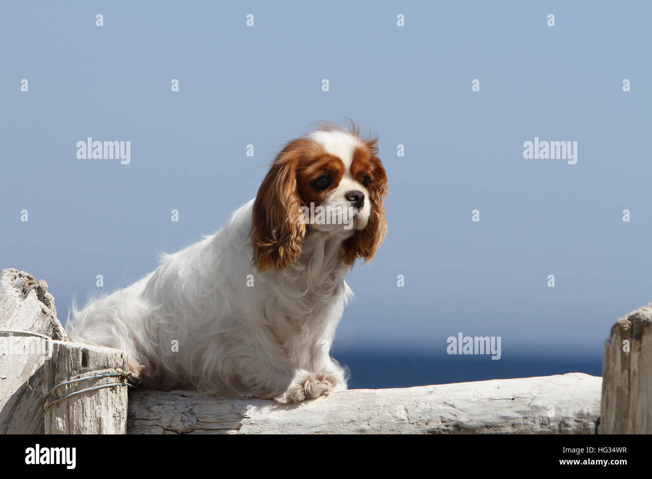 Dog Cavalier King Charles Spaniel adult Blenheim standing on the beach ...