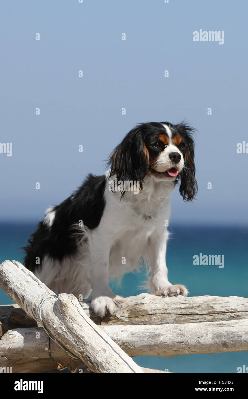Dog Cavalier King Charles Spaniel adult tricolor standing on the beach ...