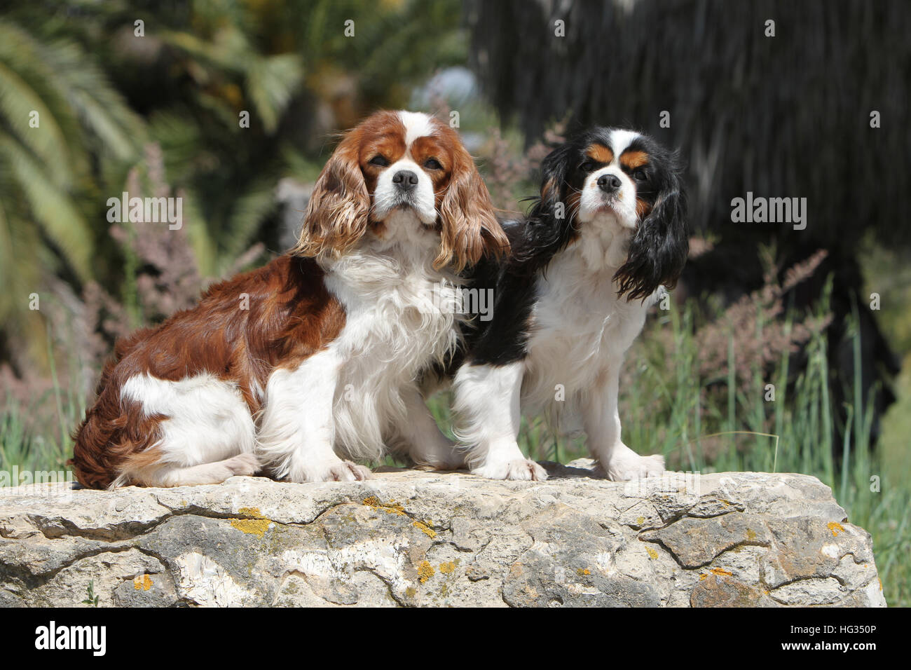 Dog Cavalier King Charles Spaniel adult different colors (Blenheim and ...