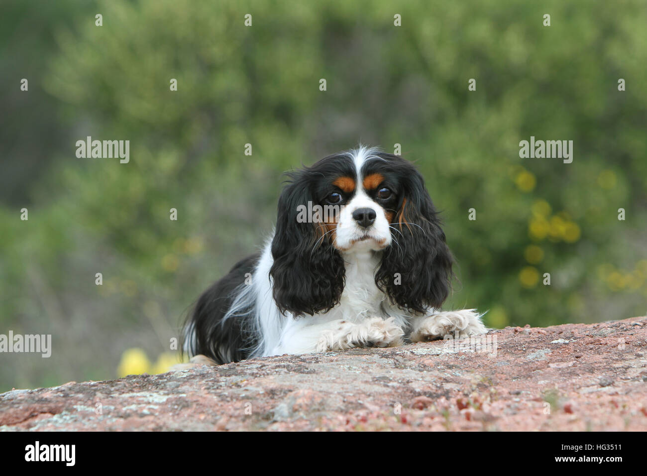 Cavalier king charles spaniels hi-res stock photography and images - Alamy
