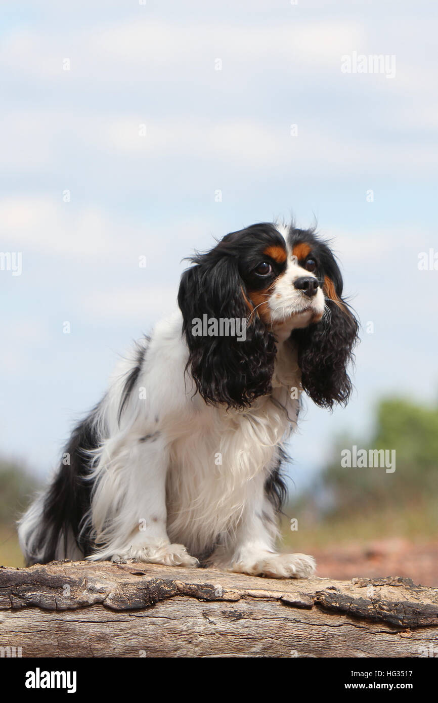 Cavalier king charles spaniel tricolour hi-res stock photography and ...