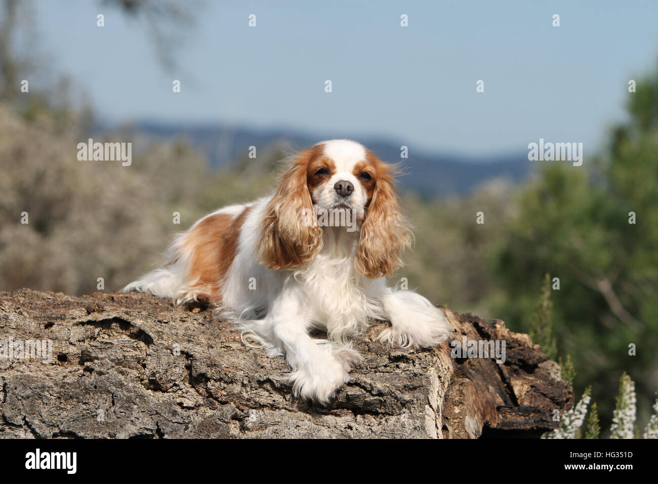Dog Cavalier King Charles Spaniel adult (Blenheim) lying on a wood ...