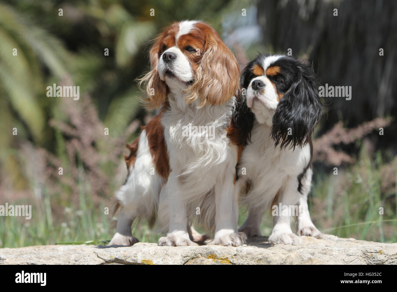 Dog Cavalier King Charles Spaniel adult different colors (Blenheim and ...
