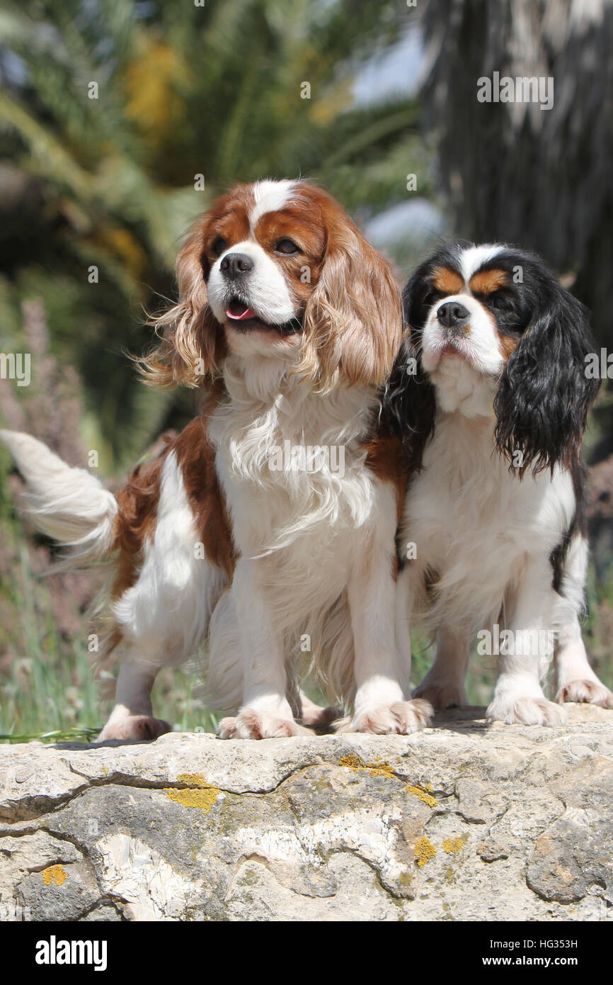 Dog Cavalier King Charles Spaniel adult different colors (Blenheim and ...