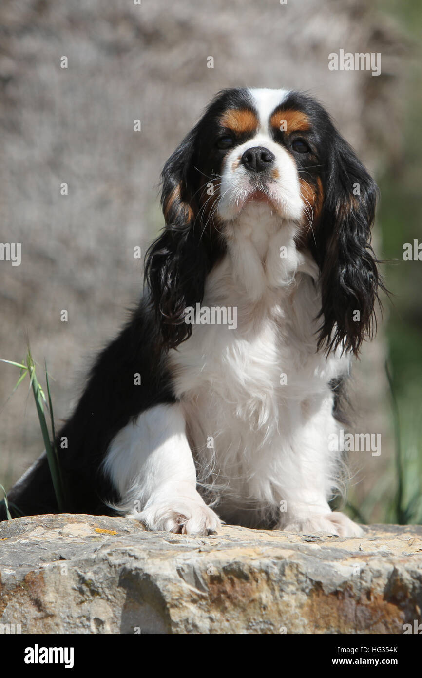 Dog Cavalier King Charles Spaniel adult (tricolor) sitting on the rocks ...