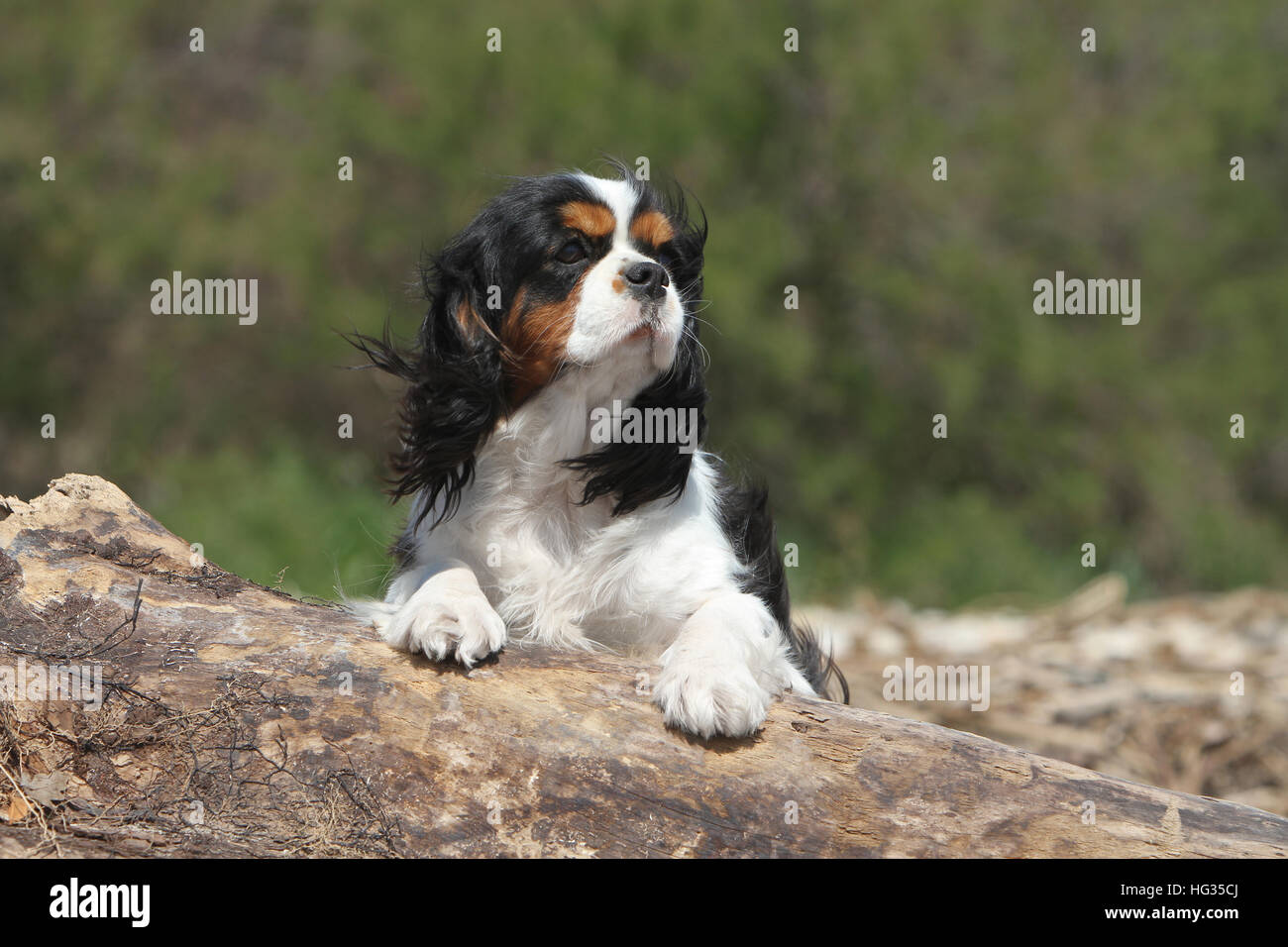 Dog Cavalier King Charles Spaniel adult (tricolor) lying on the rocks ...