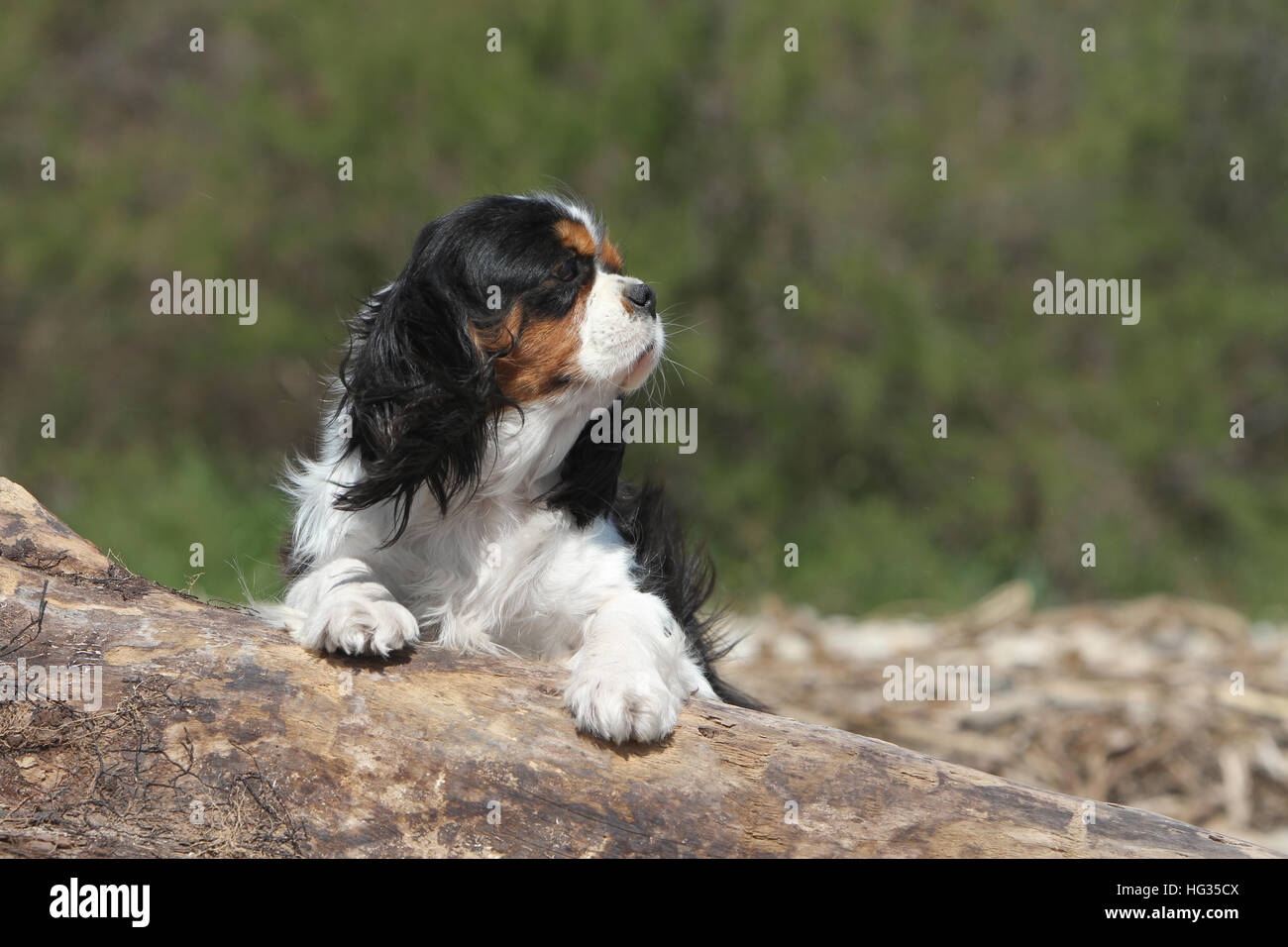 Dog Cavalier King Charles Spaniel adult (tricolor) lying on the rocks ...