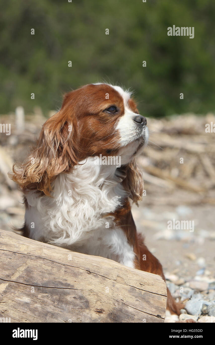 Dog Cavalier King Charles Spaniel adult (Blenheim) Sitting in front of ...