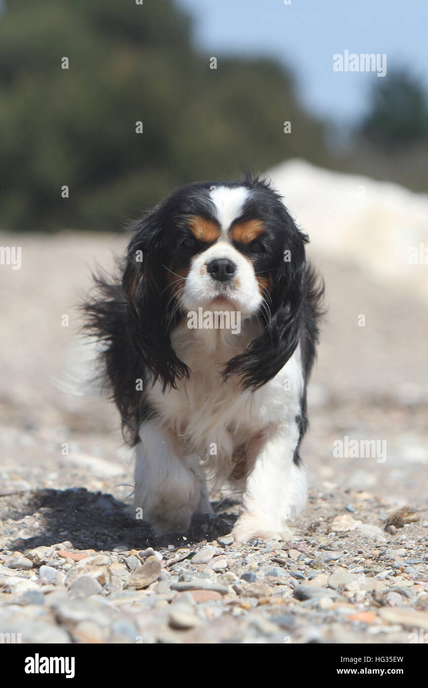 Dog Cavalier King Charles Spaniel adult (tricolor) running on the ...
