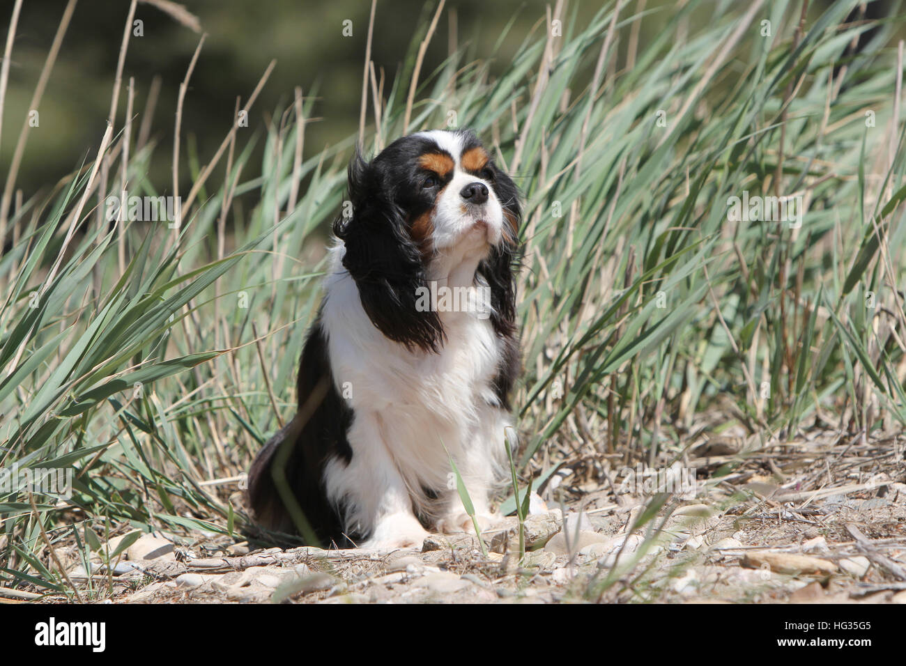 Dog Cavalier King Charles Spaniel adult (tricolor) sitting on the ...