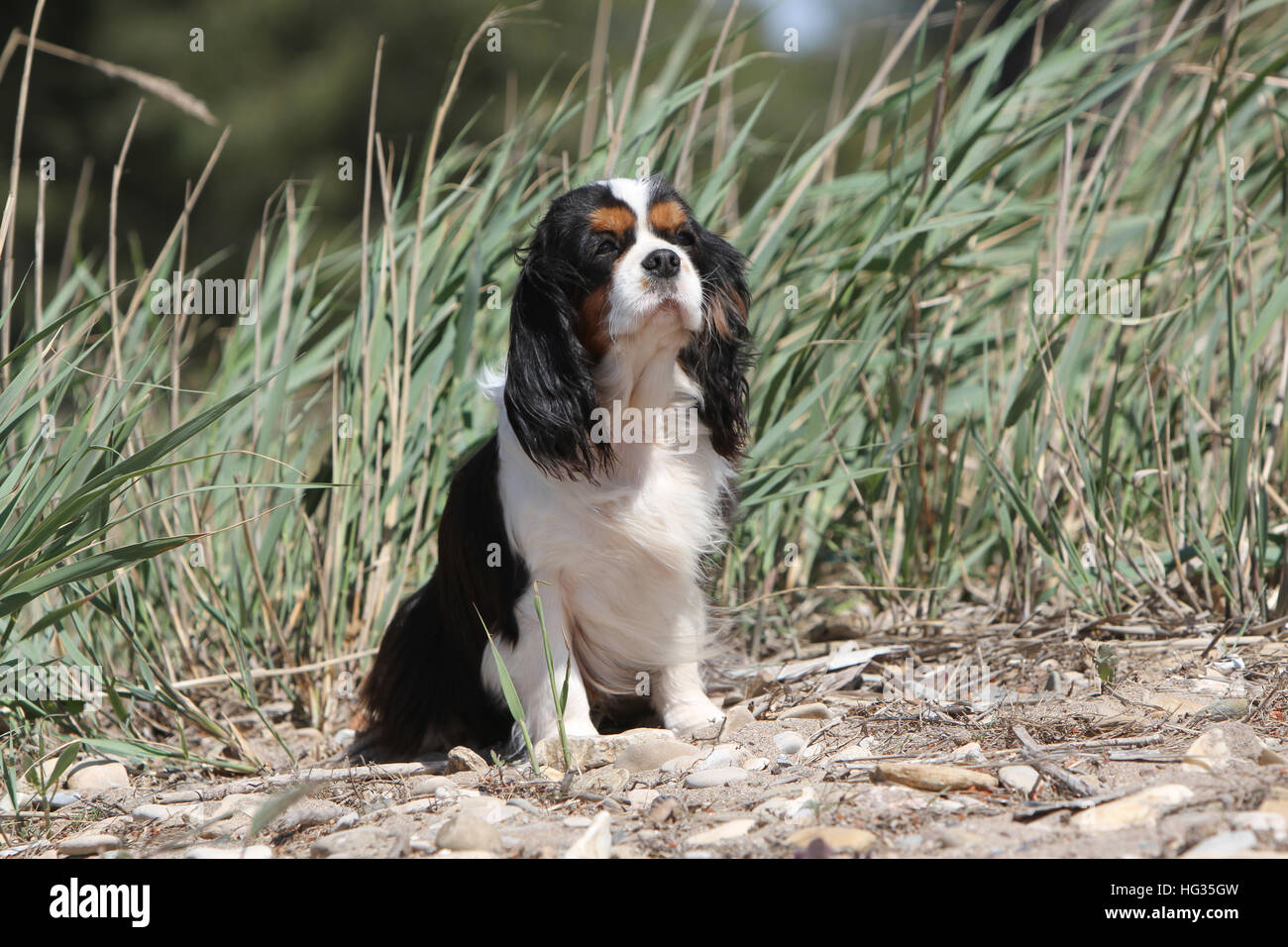 Dog Cavalier King Charles Spaniel adult (tricolor) sitting on the ...