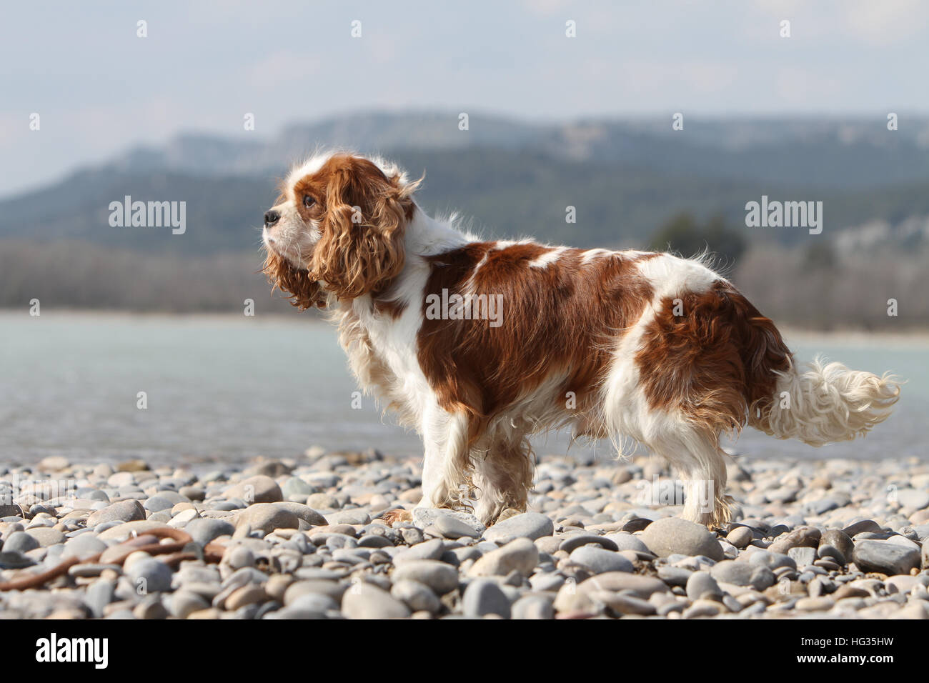 Adult cavalier king charles spaniel hi-res stock photography and images ...