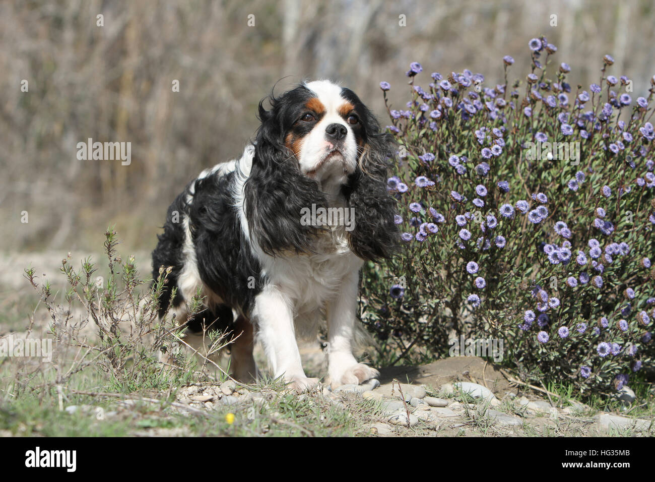 Dog Cavalier King Charles Spaniel adult tricolor standing Stock Photo ...