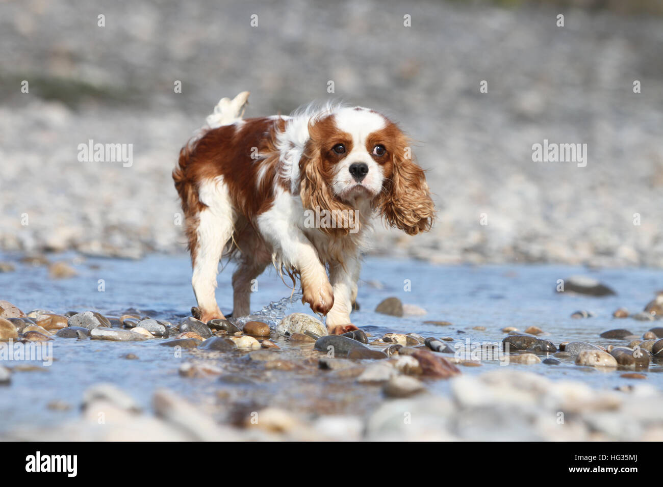 Dog Cavalier King Charles Spaniel adult Blenheim Crosses the river ...