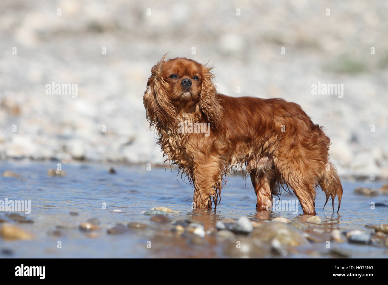 Dog Cavalier King Charles Spaniel adult ruby Crosses the river running ...