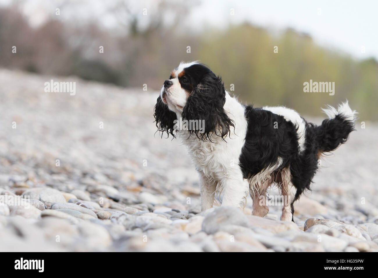 Cavalier king charles spaniel adult hi-res stock photography and images ...