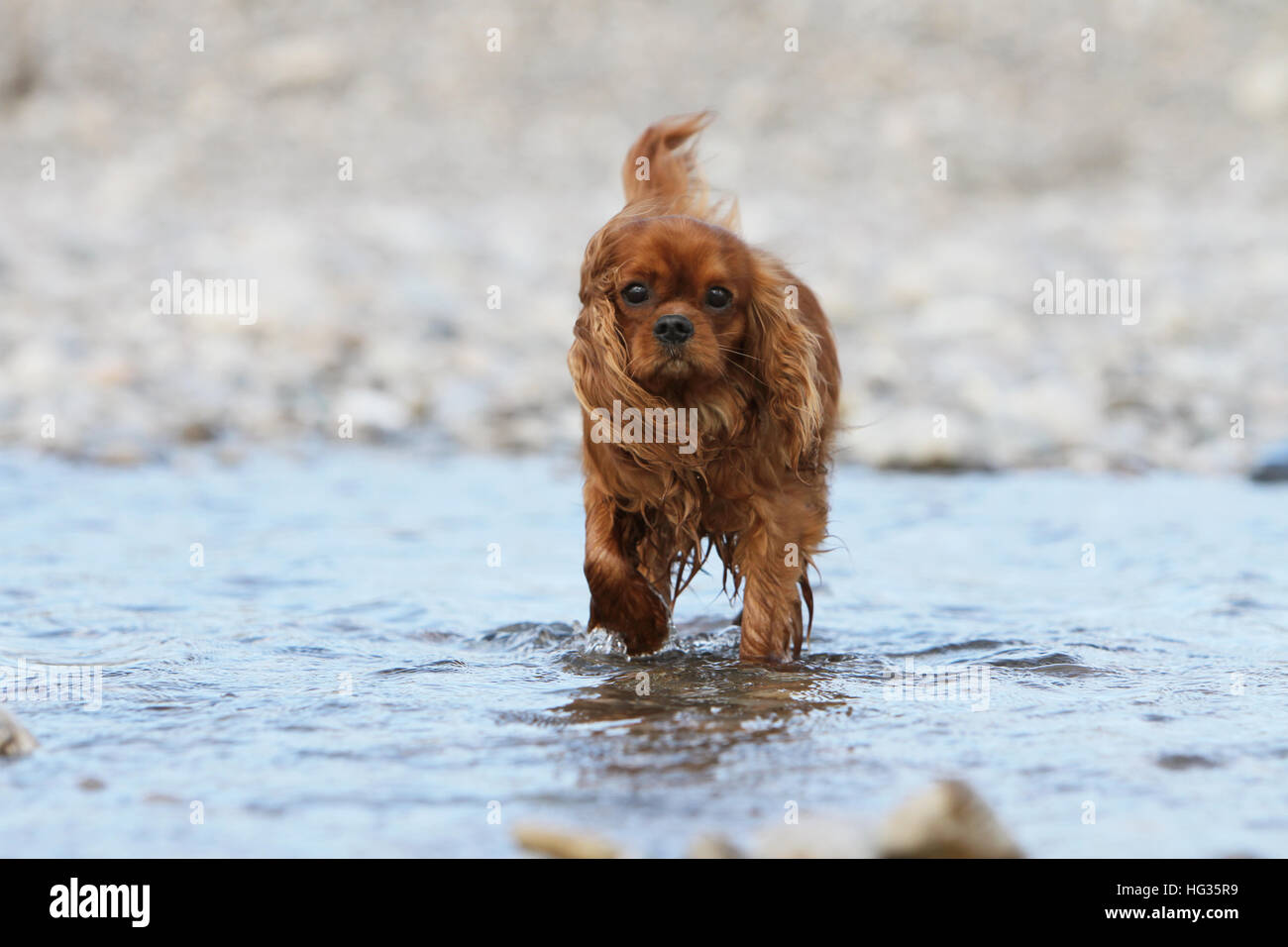 Dog Cavalier King Charles Spaniel adult ruby Crosses the river running ...