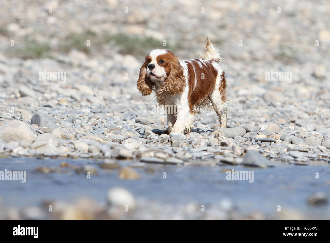 Dog Cavalier King Charles Spaniel adult adults Moving along the river ...