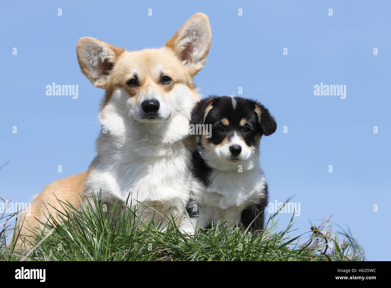 Dog Pembroke Welsh corgi adult and puppy sitting on a meadow different ...