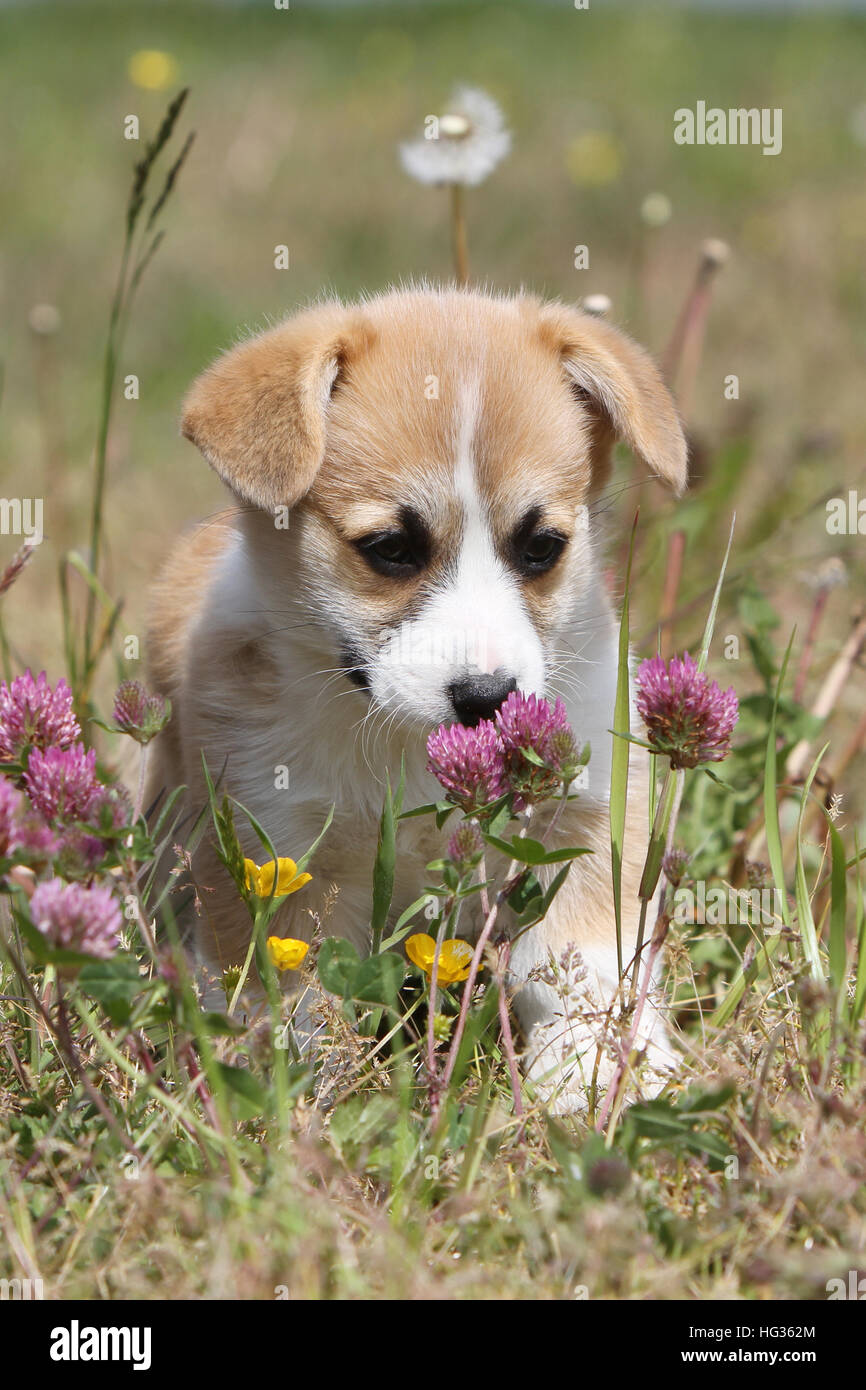 Dog Pembroke Welsh corgi puppy with a flower in its mouth Stock Photo ...
