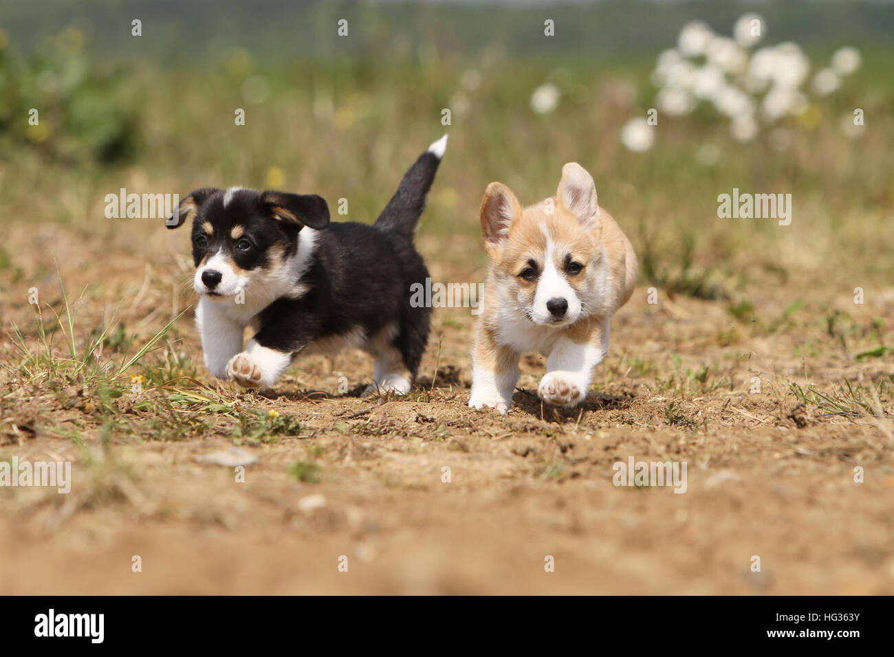 Dog Pembroke Welsh corgi two puppies puppy running in a field Stock ...