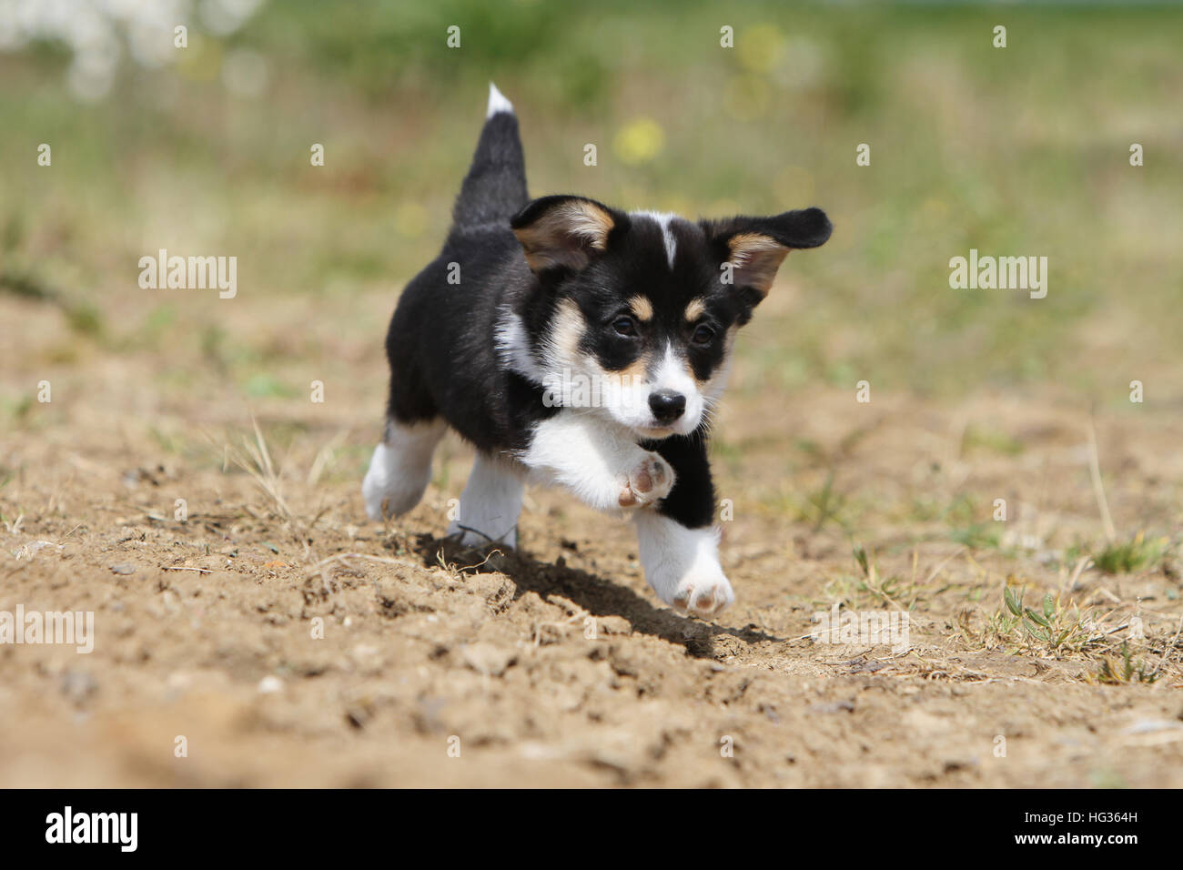 Dog Pembroke Welsh corgi puppy running in a field Stock Photo - Alamy