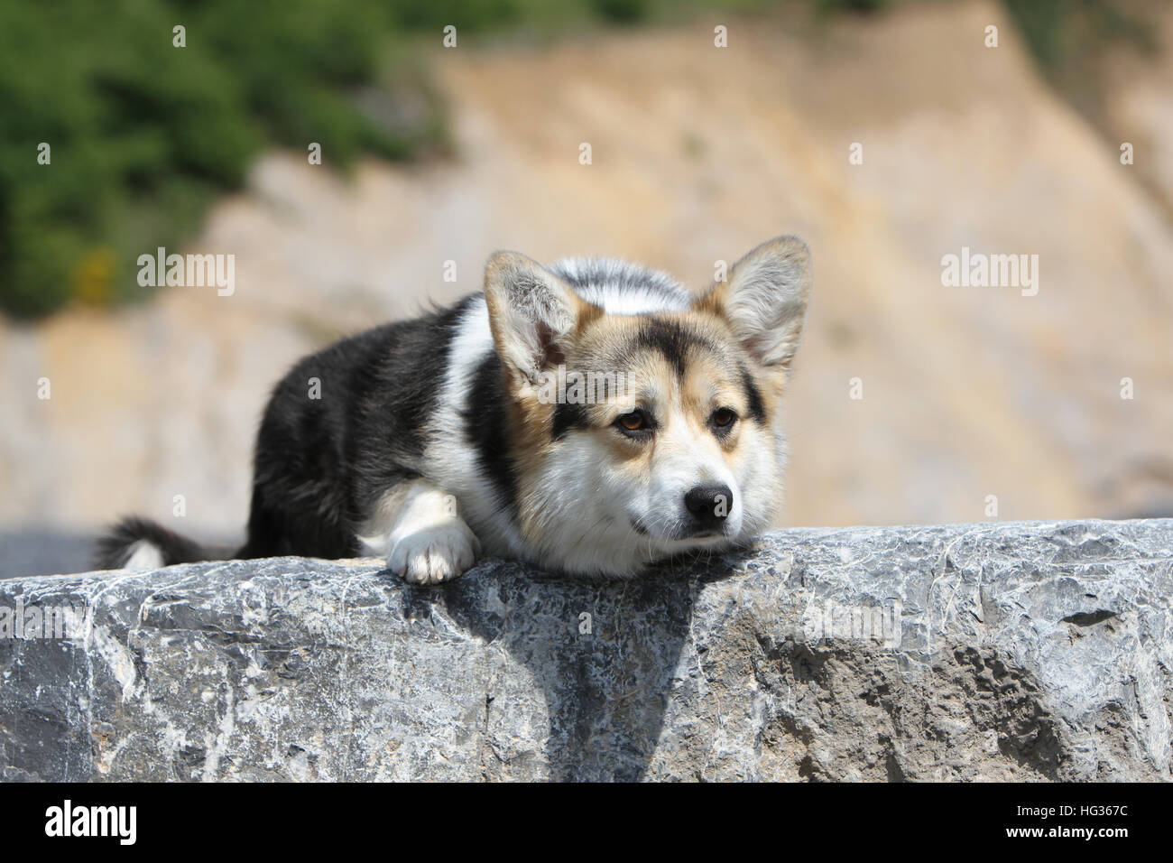 Corgis lying hi-res stock photography and images - Alamy