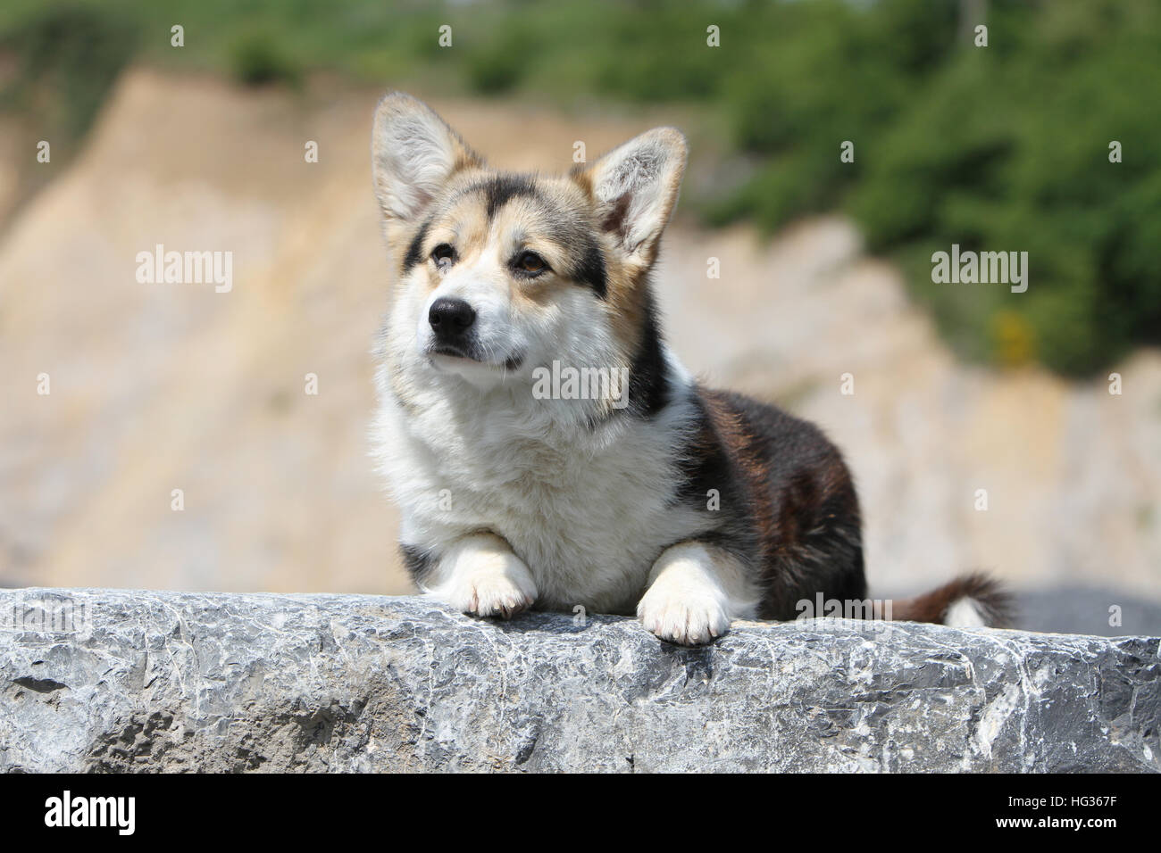 Corgis lying hi-res stock photography and images - Alamy